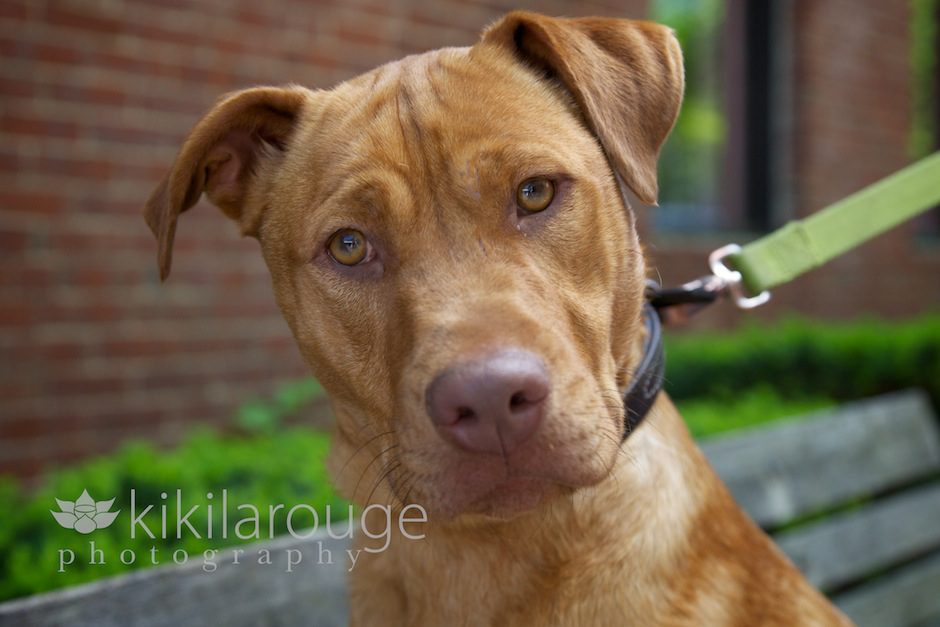 Last Hope K9 Adoption Event ~ Newburyport MA » Kiki Larouge Photography